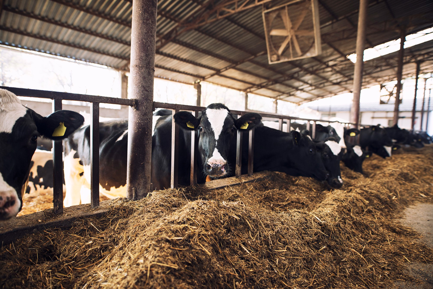 Why the UK must back its small abattoirs – before it’s too late ...